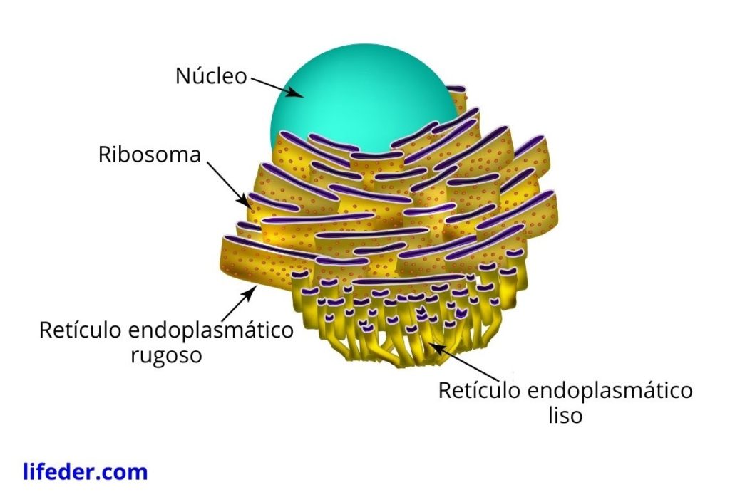 Retículo endoplasmático: qué es, características, estructura, funciones