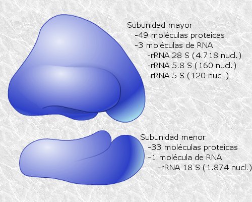 Ribosomas: características, tipos, estructura, funciones