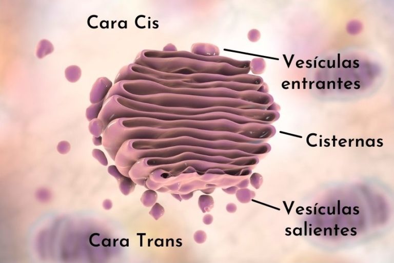 Aparato de Golgi: qué es, características, estructura, funciones