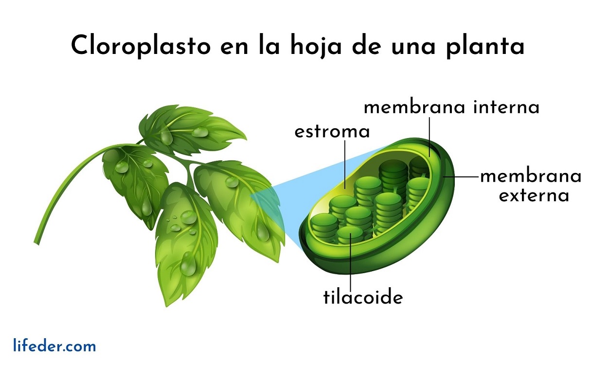 Tilacoides: qué es, características, estructura, funciones