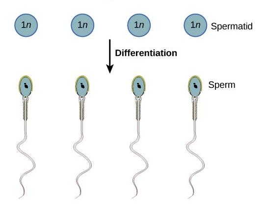 Espermiogénesis: Fases y sus Características
