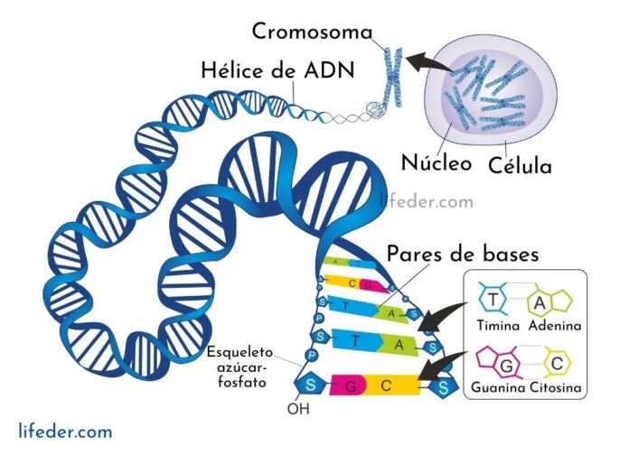 ADN: qué es, características, funciones, estructura, importancia