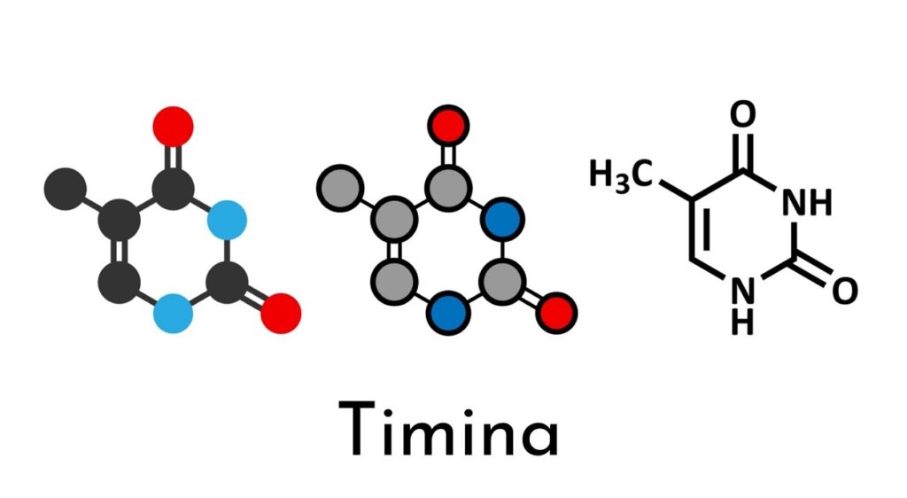 Timina: qué es, estructura química, funciones