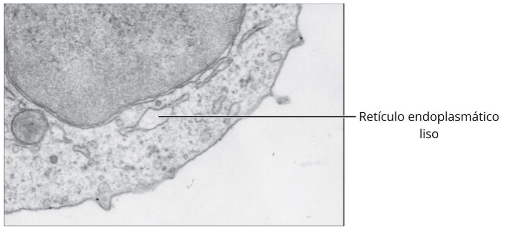 Microscopio De Reticulo Endoplasmatico Rugoso La Célula. 5. Retículo