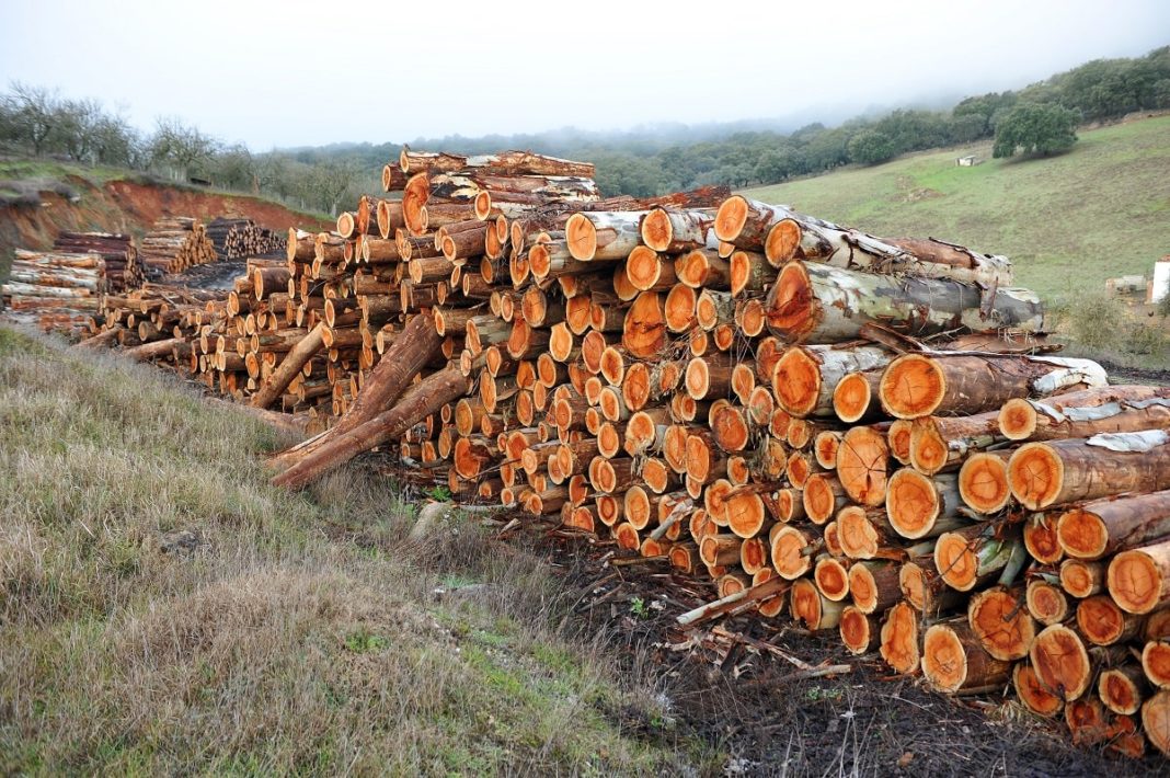 Explotación forestal: concepto, actividades, tipos, consecuencias