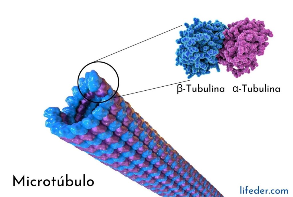 Tubulina: qué es, alfa, beta, funciones