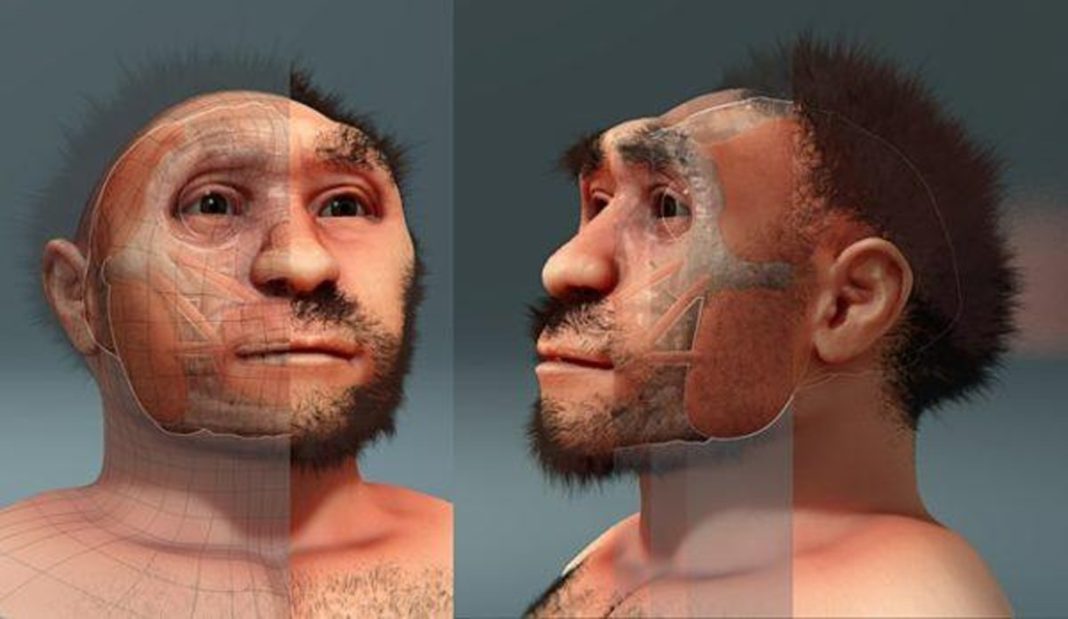 Homo erectus: qué es, origen, características, alimentación, cráneo