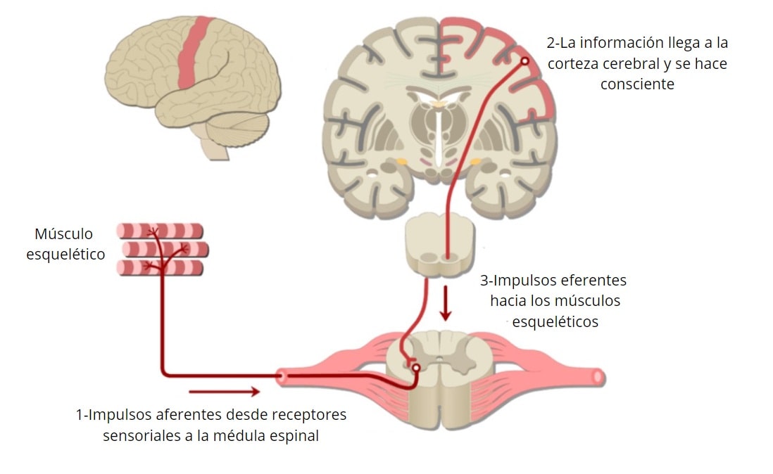 Sistema nervioso somático: funciones, partes y enfermedades