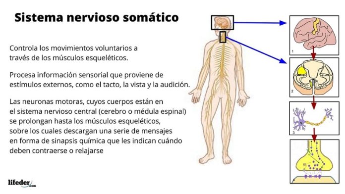 Sistema nervioso somático: funciones, partes y enfermedades