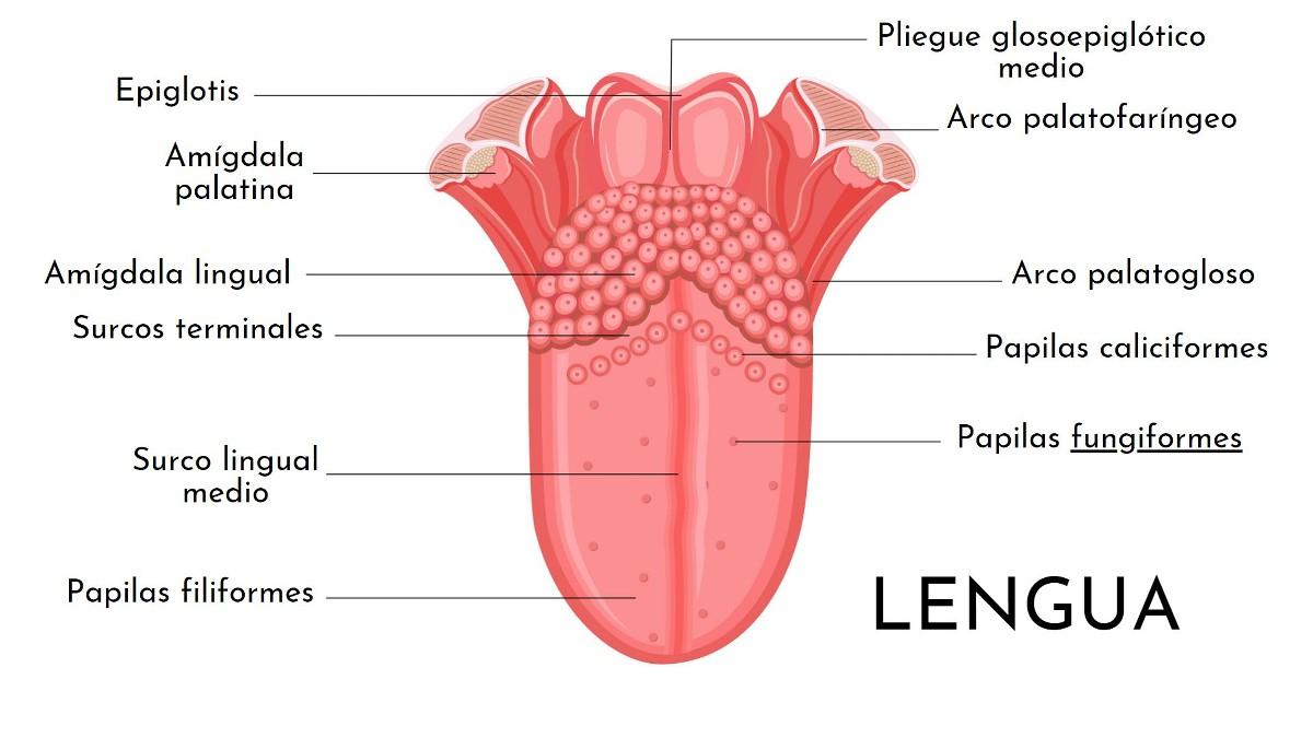 Papilas fungiformes: qué son, características, funciones, estructura