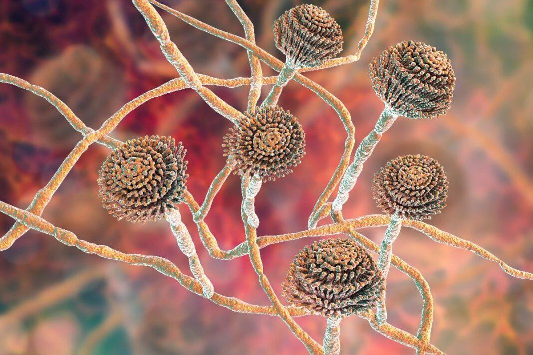 Aspergillus niger: qué es, características, morfología y patología