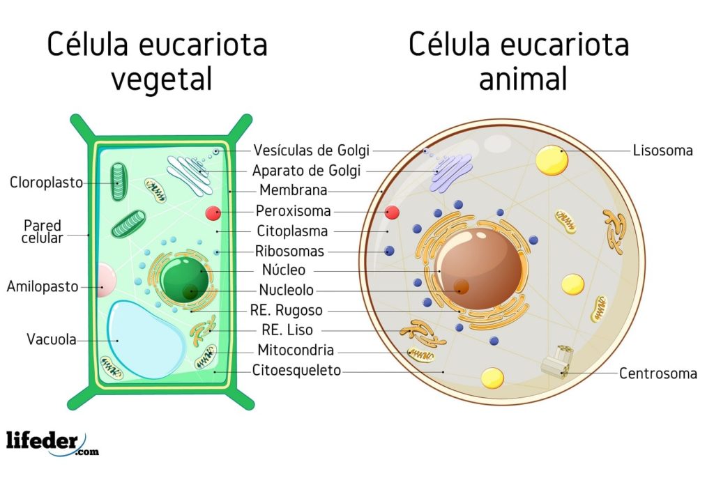 Célula eucariota: características, partes, funciones, tipos Célula eucariota: características, partes, funciones, tipos