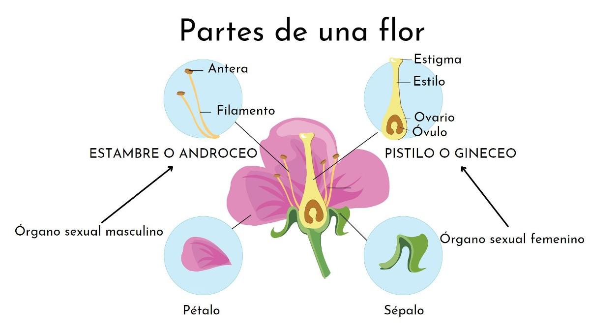 Pistilo: qué es, características, partes, funciones