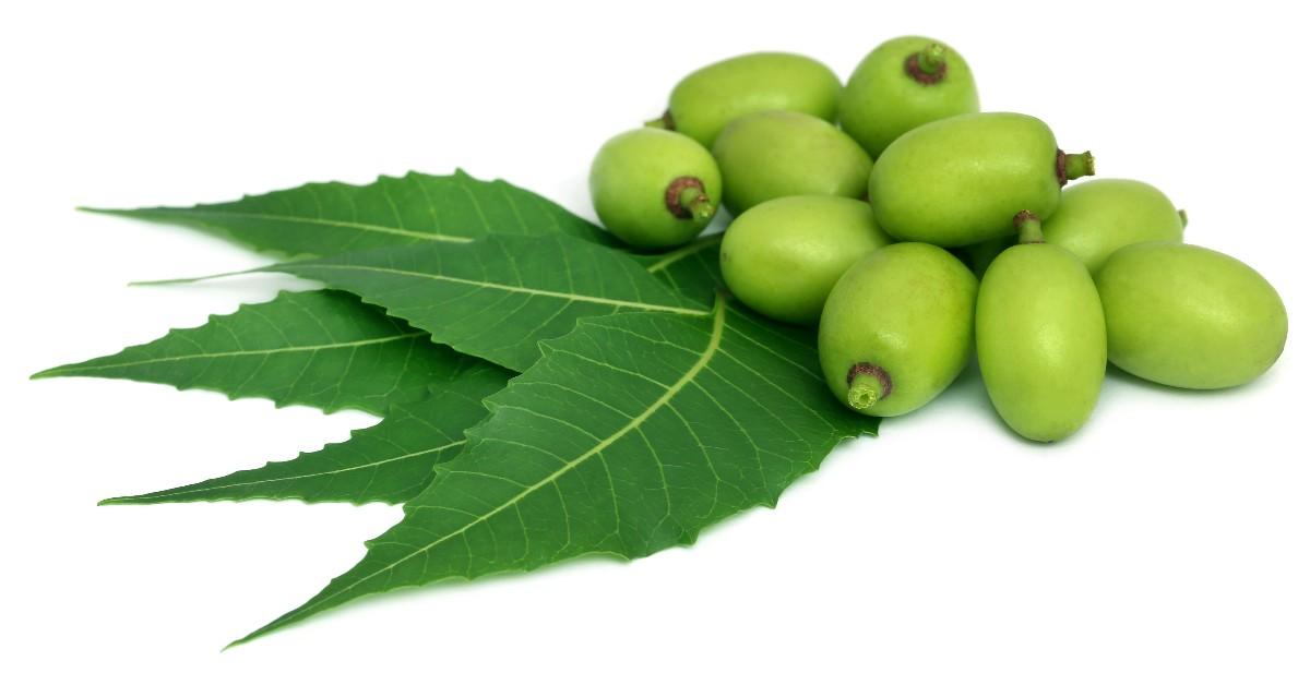 Para qué sirve el neem: grandes propiedades y beneficios para la salud Para qué sirve el neem: grandes propiedades y beneficios para la salud