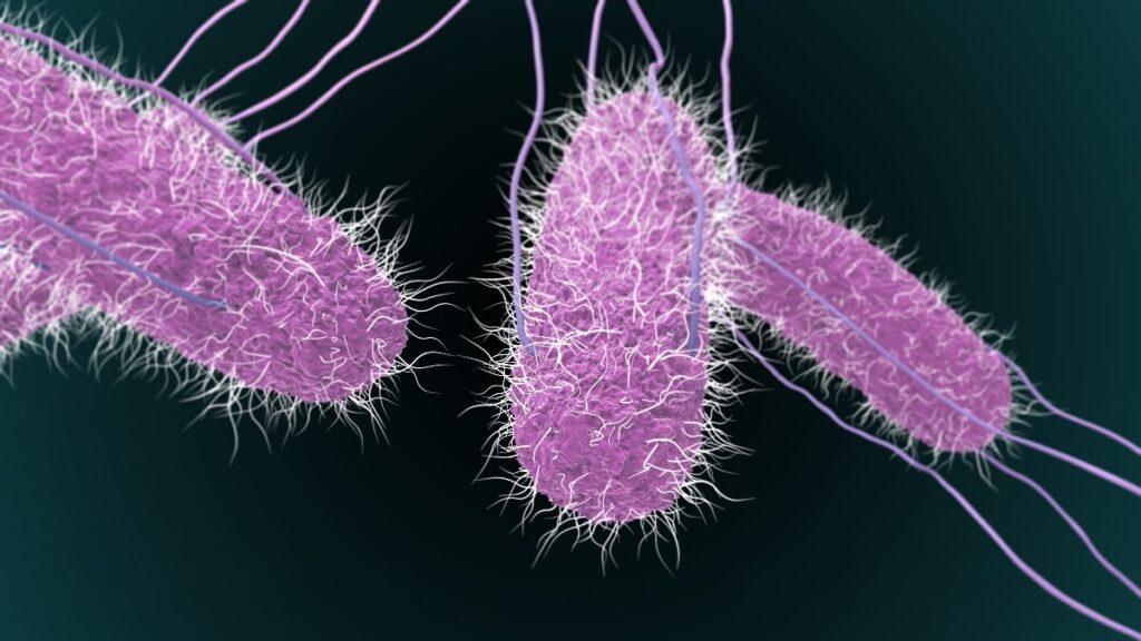 Salmonella Enterica Gram Stain at Mary Duckworth blog