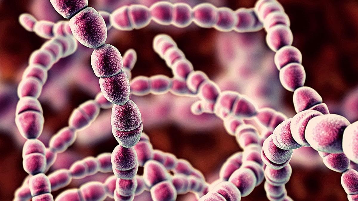 Streptococcus pyogenes: qué es, características, morfología, patogenia