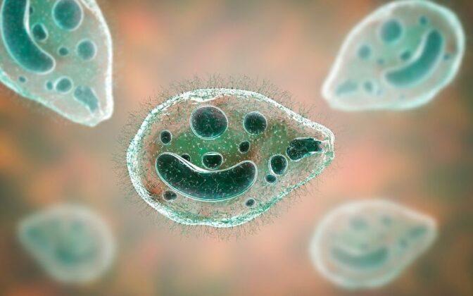 Balantidium coli: qué es, características, morfología, ciclo de vida