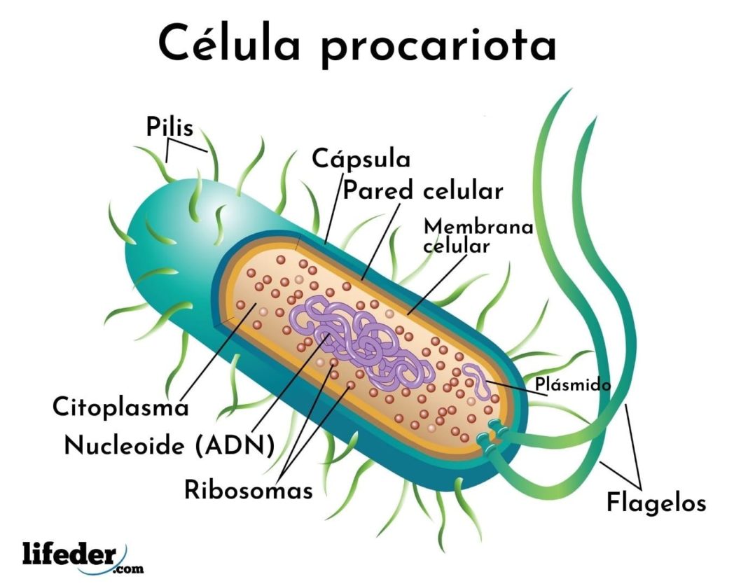 Tipos de células y sus características (eucariotas y procariotas)