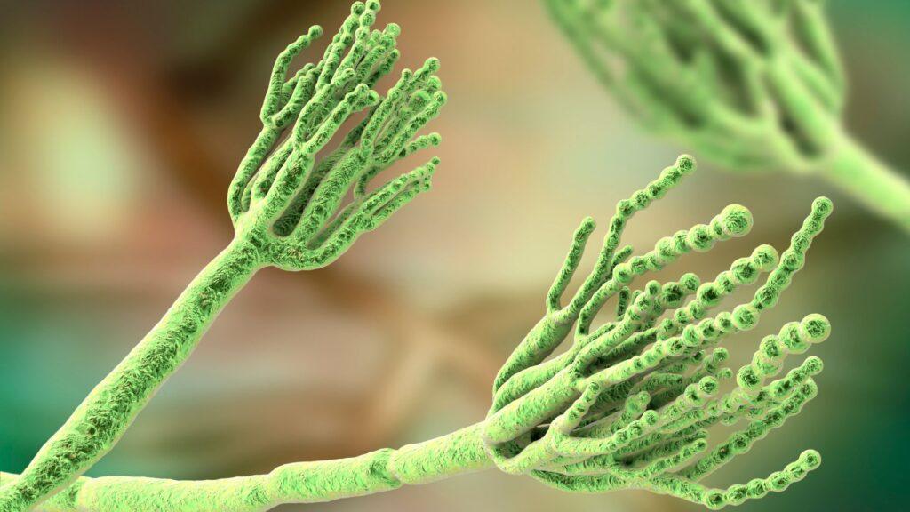 Hifas: qué son, características, estructura, funciones, tipos