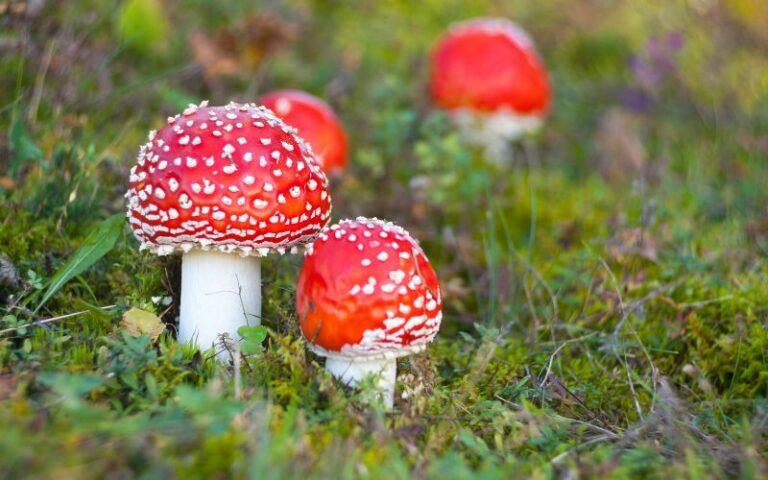 Amanita muscaria: qué es, características, ciclo de vida, usos