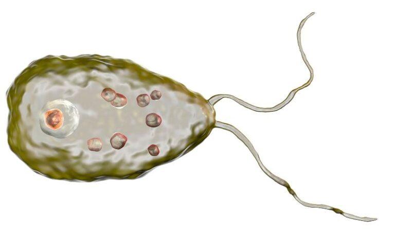 Ameba: qué es, características, taxonomía, morfología, nutrición