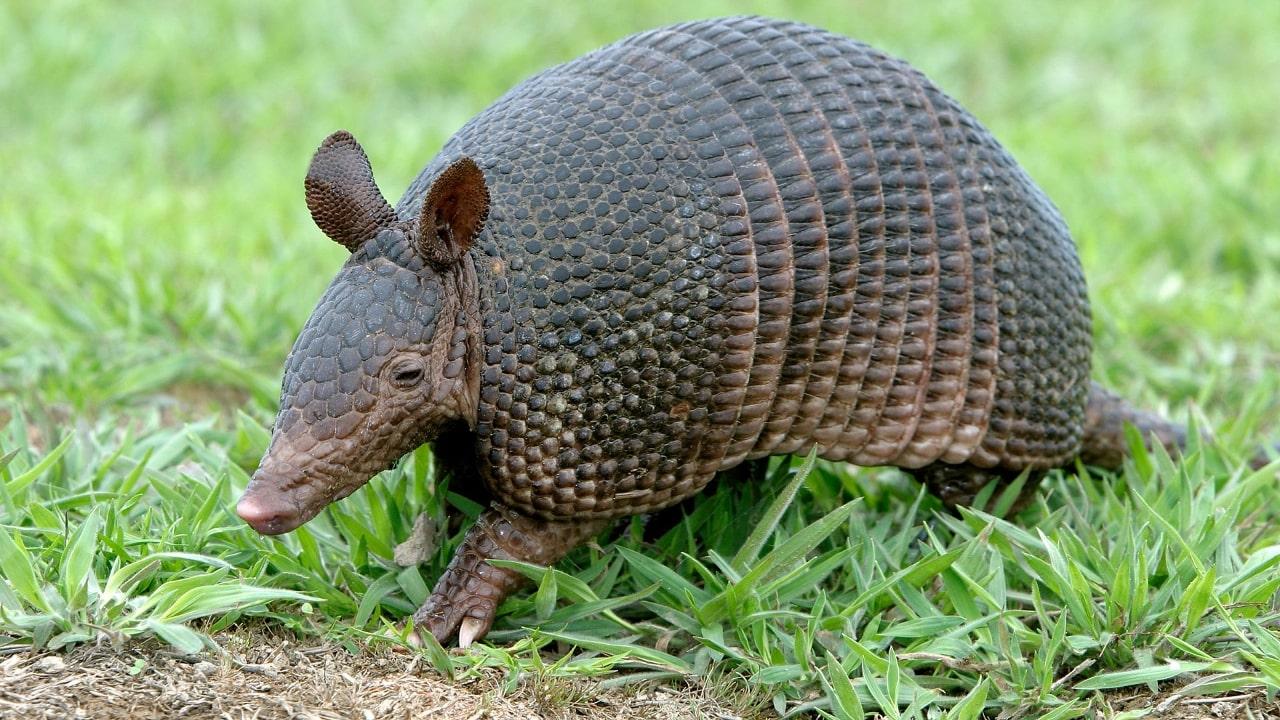 Armadillos: qué son, características, morfología, alimentación, hábitat