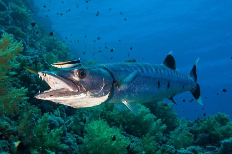 Los 22 Animales de Agua Salada Más Destacados