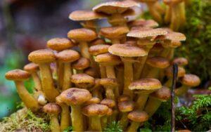 Basidiomicetos: qué son, características, nutrición, hábitat, reproducción