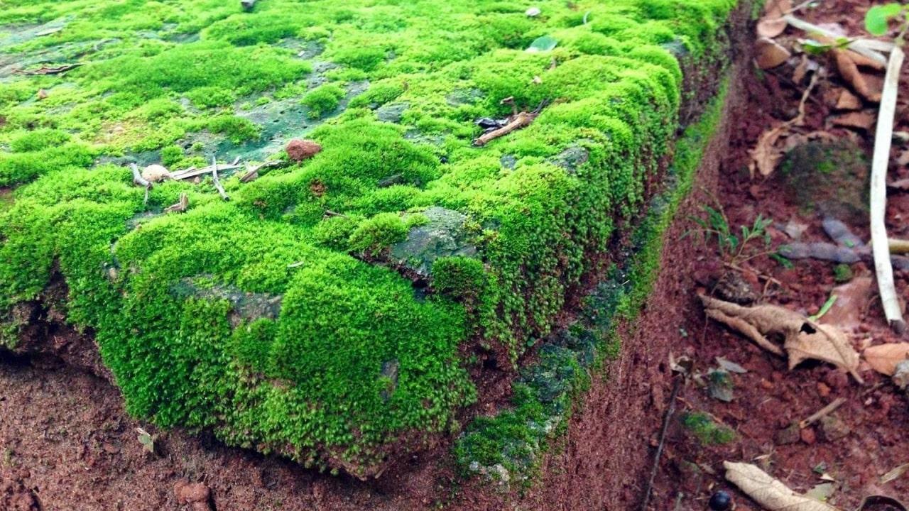 Briofitas: qué son, características, filogenia, clasificación, reproducción