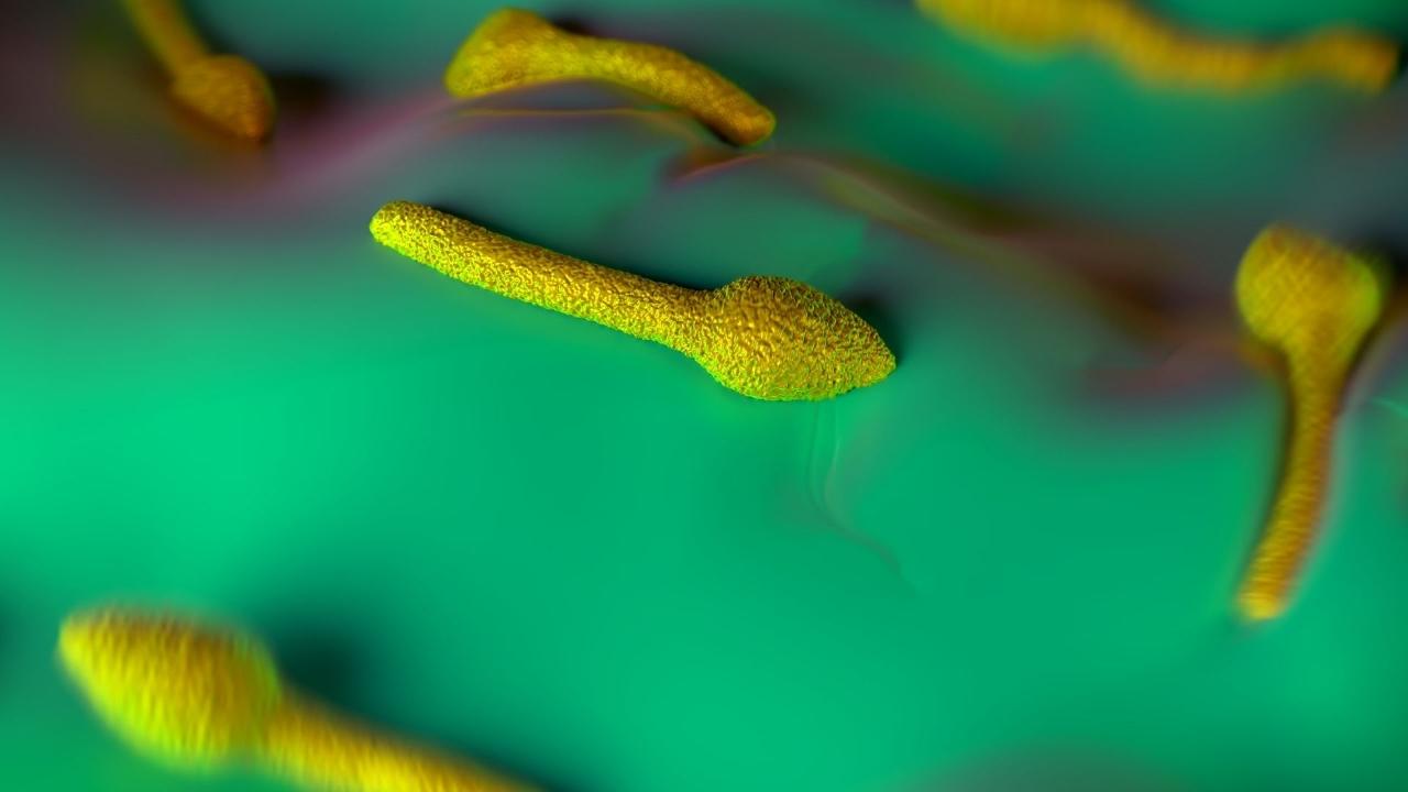 Clostridium: qué es, características, taxonomía, morfología, hábitat