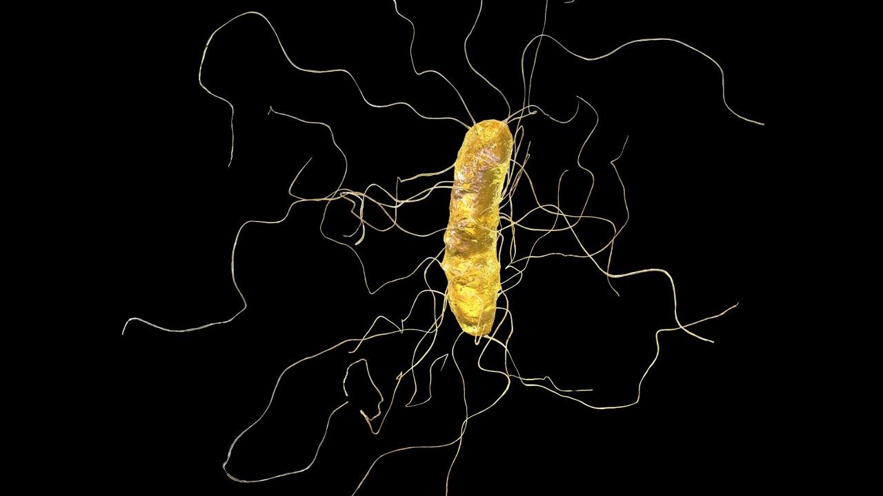 Clostridium botulinum: qué es, características, morfología, hábitat