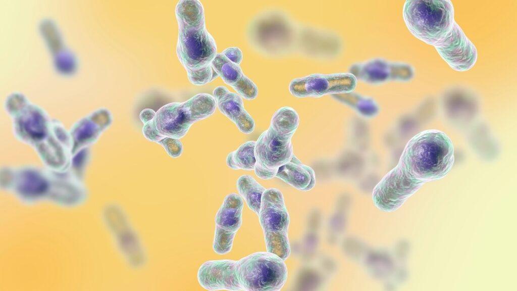 Clostridium Perfringes Qué Es Características Morfología Hábitat