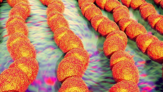 Enterococcus faecium: qué es, características, morfología, patogenia