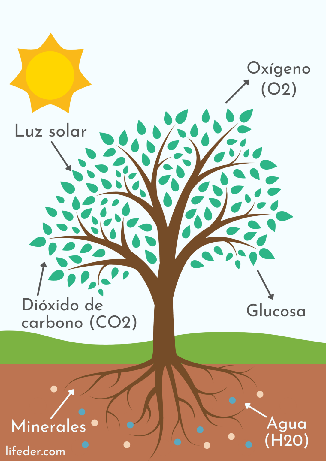 La Fotosíntesis En Las Plantas – ONZVM