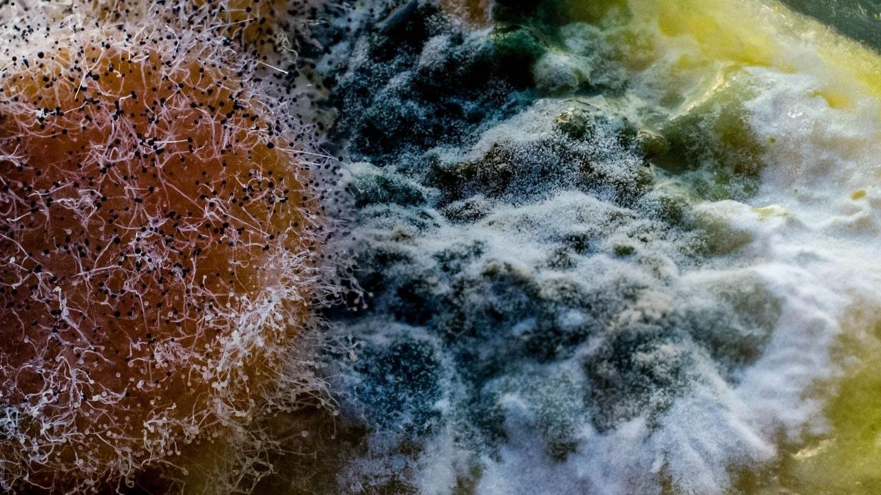 Hongos filamentosos: qué son, características, estructura, ciclo de vida