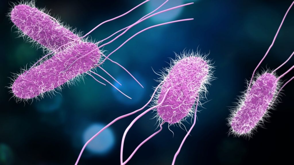 Las 10 Bacterias Patógenas Más Comunes para el Hombre