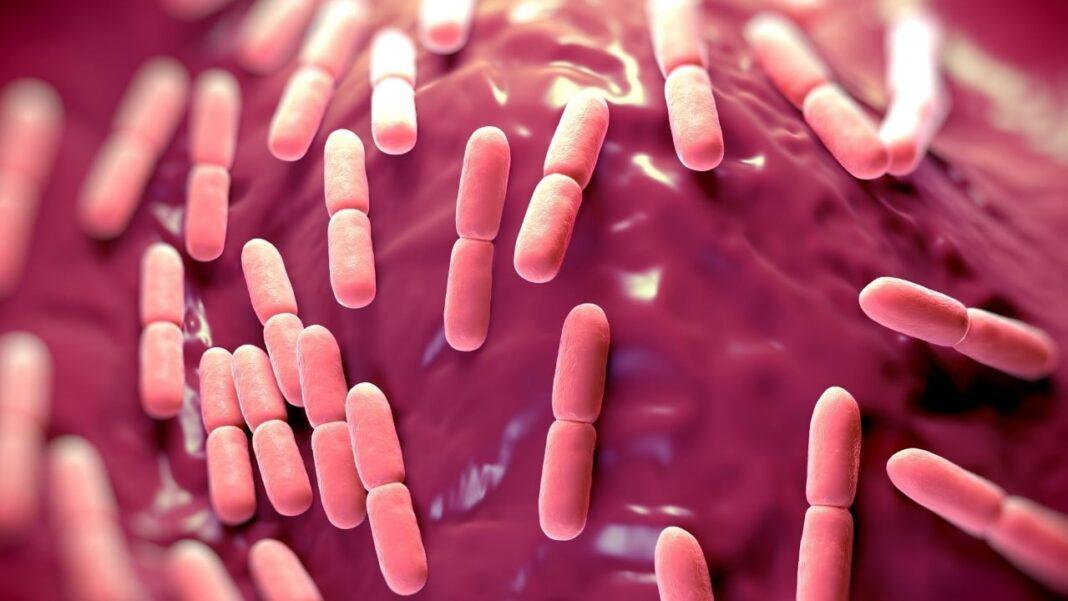 Lactobacillus bulgaricus: qué es, características, morfología, beneficios