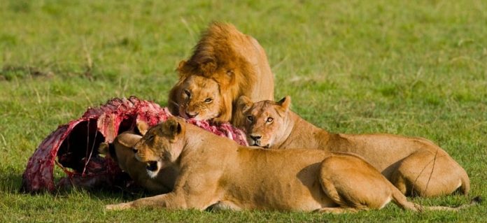 Animales carnívoros: características y 30 ejemplos