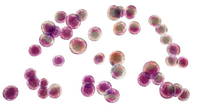 Pediococcus: qué es, características, morfología, enfermedades