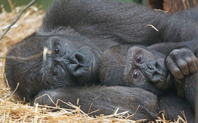 Primates: qué son, características, taxonomía, alimentación, reproducción