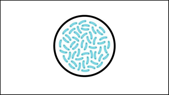Propionibacterium: qué es, morfología, características, patogenia