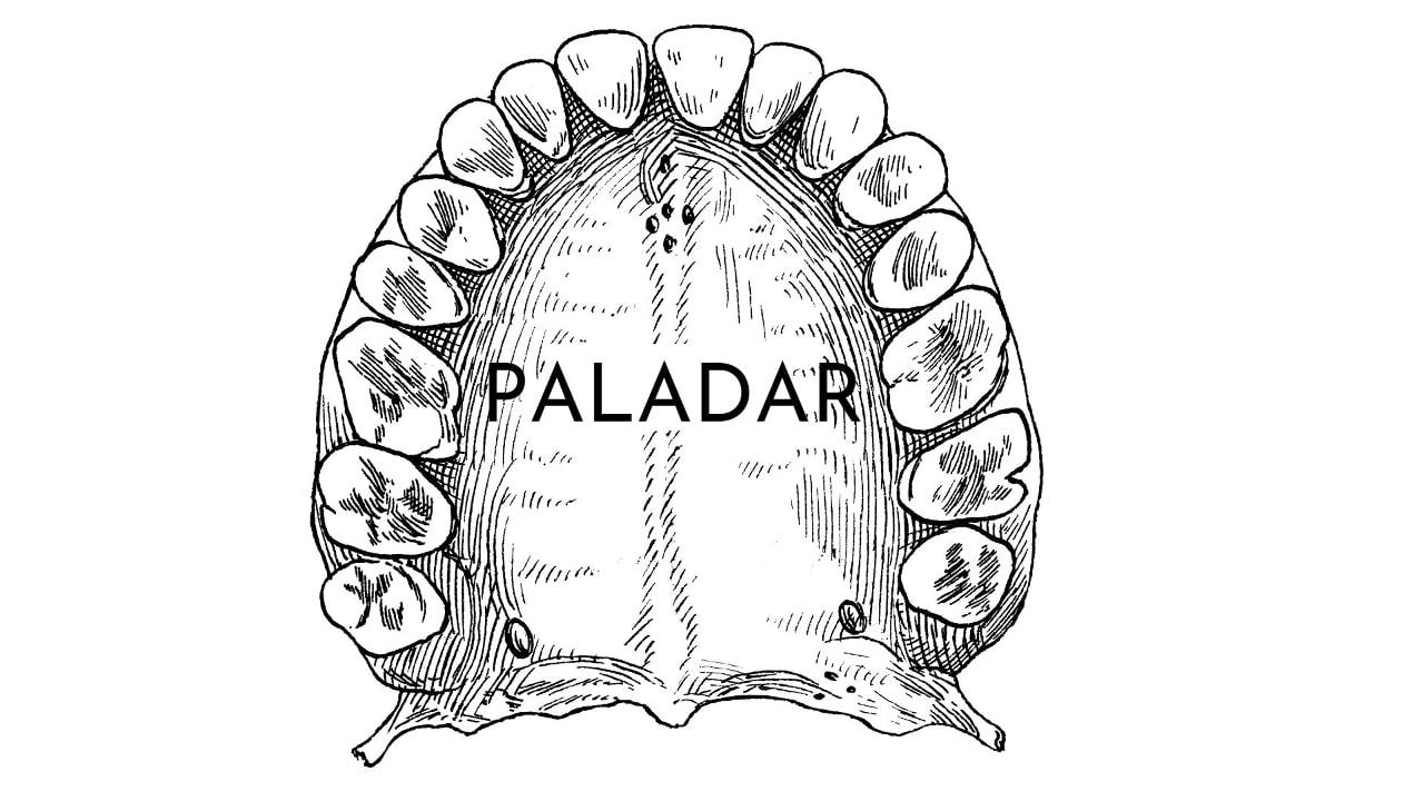 Rugoscopia: qué es, fundamentos, clasificación y usos
