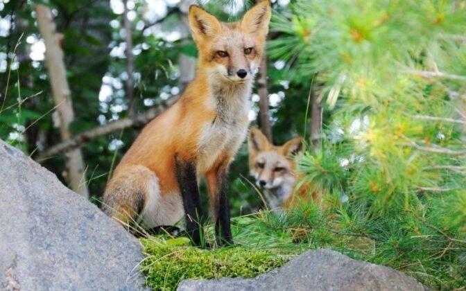20 animales del bosque y sus características