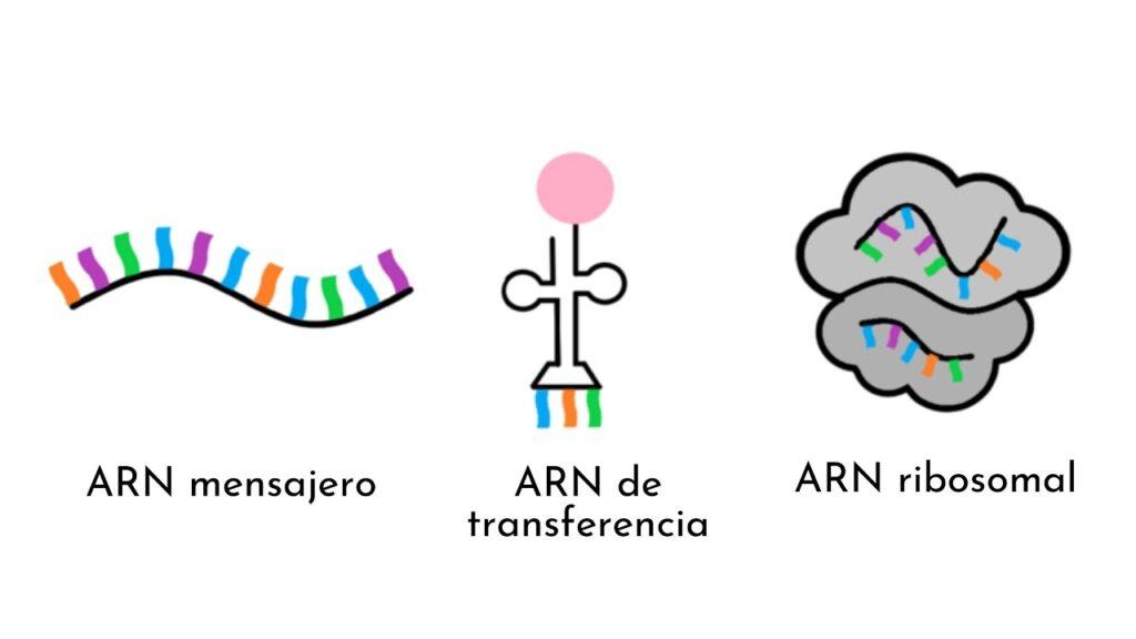 ARN: Funciones, Estructura y Tipos