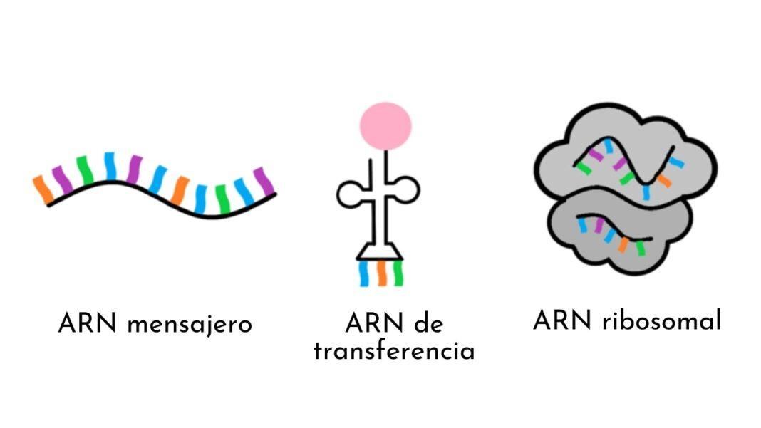 ARN: Funciones, Estructura y Tipos