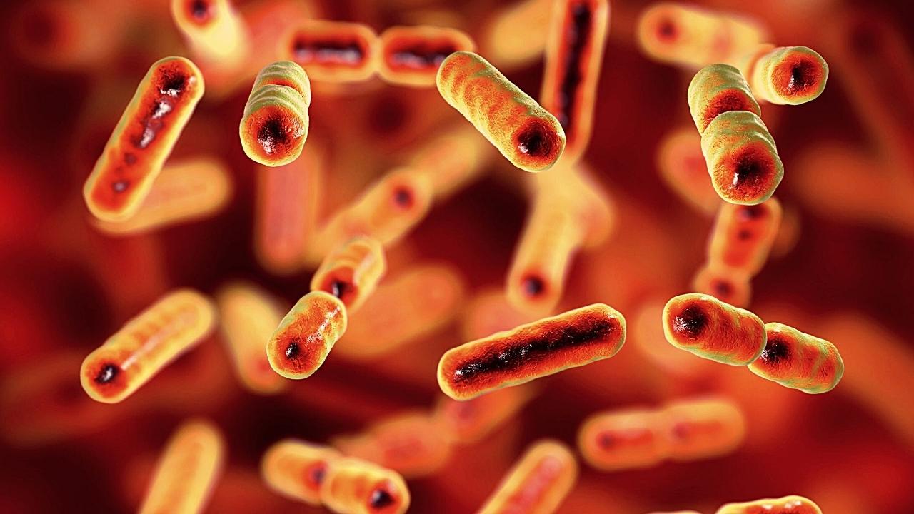 Bacteroides fragilis: qué es, características, morfología, patogenia