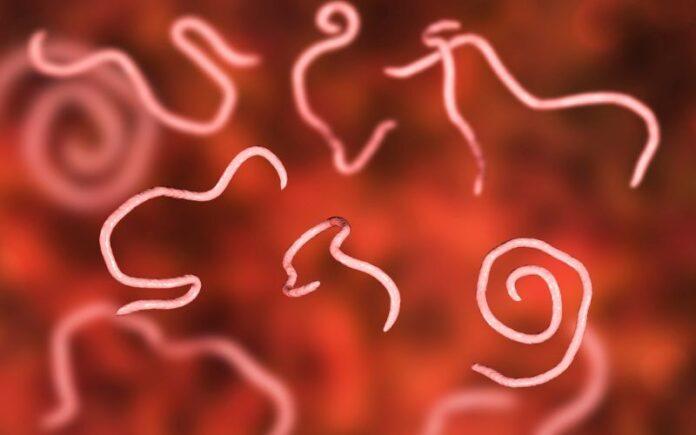 Enterobius vermicularis: qué es, características, morfología, ciclo vital