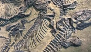 Evidencias de la evolución de los seres vivos