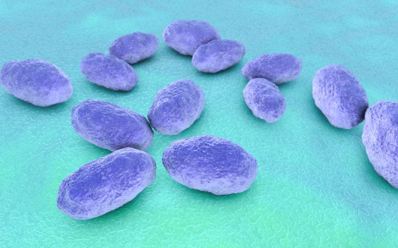 Haemophilus ducreyi: qué es, características, morfología, patología