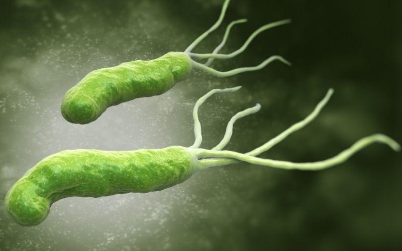Helicobacter Pylori Qué Es Características Hábitat Virulencia